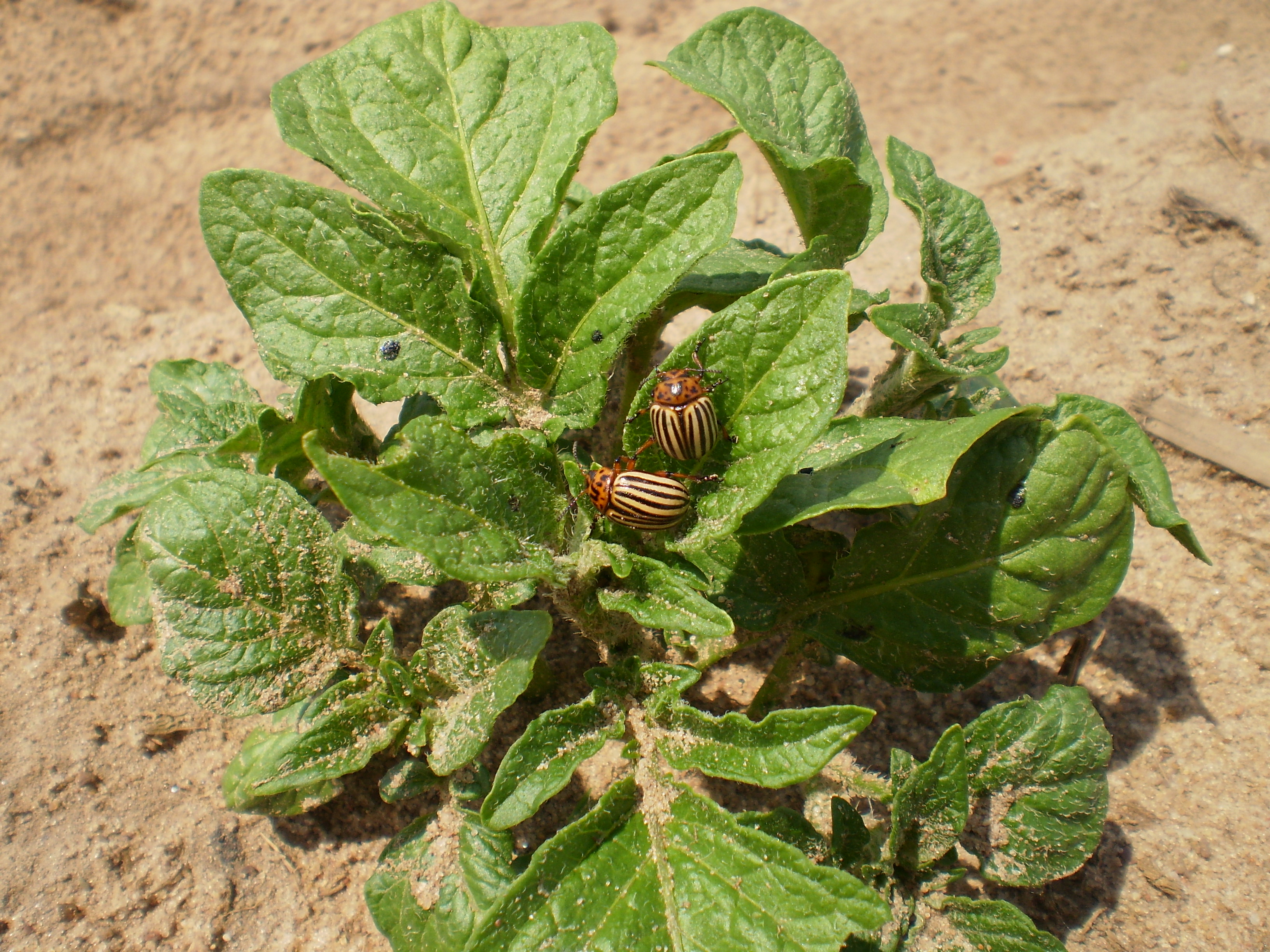 Rapid evolutionary change | Molecular Ecology